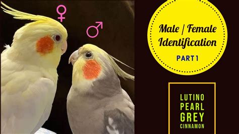 Male Cinnamon Pearl Cockatiel Male Cinnamon Pearl Cockatiel