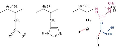 Structure Of Chymotrypsin