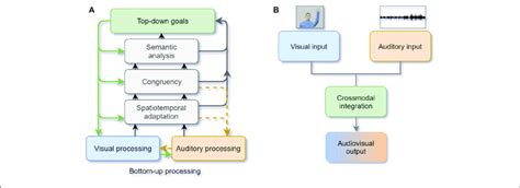 A Human Crossmodal Integration And Attentional Control The Black