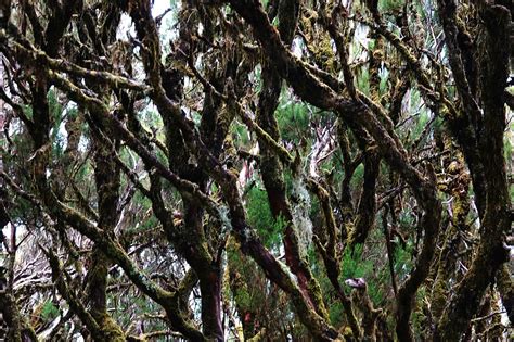 Texture Trees Branches Free Photo On Pixabay Pixabay