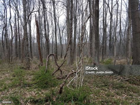 숲이나 숲에서 나무와 뒤틀린 덩굴과 나뭇가지와 나뭇잎 0명에 대한 스톡 사진 및 기타 이미지 0명 가을 단풍 나무 Istock