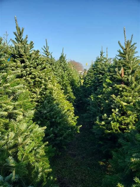 The 20 Best Christmas Tree Farms In Nj For 2024