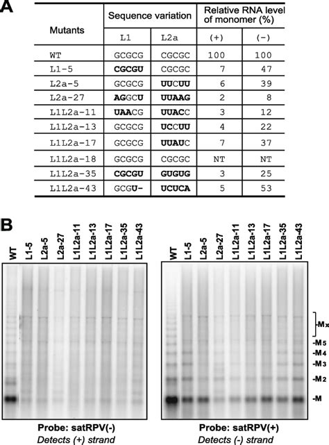 Effect Of L1 And L2a Sequence Randomization On Satrpv Rna Accumulation