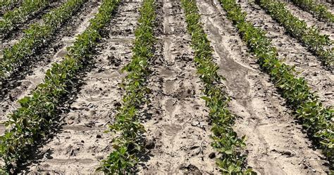 Updated Soybean Growth Stage Cutoffs For Postemergence Herbicide