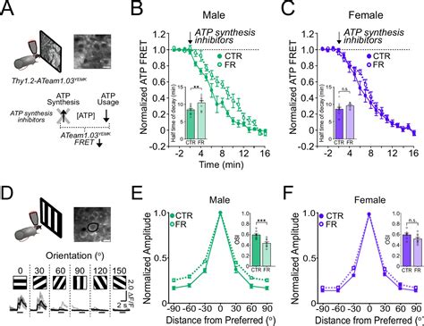 Figures And Data In Sex Specific Resilience Of Neocortex To Food