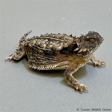 Patient Of The Week Desert Horned Lizard Tucson Wildlife Center