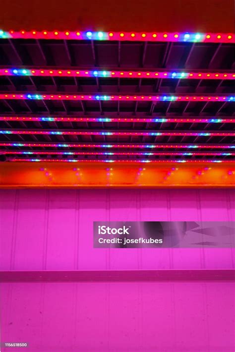 수경 재배와 물고기 양식 인공 조명 실내에서 물에서 식물을 재배 하는 아쿠아 포닉스 시스템에서 빈 선반 위의 특수 빨간색 및 파란색 Led 조명 벨트 0명에 대한 스톡 사진