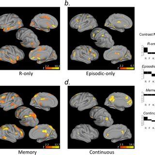 Exploratory Voxel Level Memory Response Profile Analysis Voxel Level Download Scientific