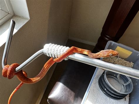 Arboreal Boas Pythons Page 3 Faunaclassifieds