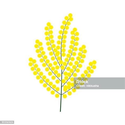 벡터 일러스트 레이 션으로 노란 미모사 꽃의 분기입니다 흰색 절연 0명에 대한 스톡 벡터 아트 및 기타 이미지 0명 3월 계절 Istock