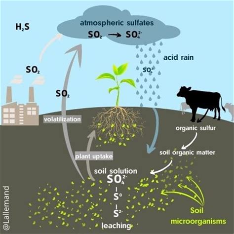 Sulfur Cycle Diagram