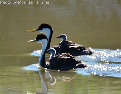 Western Grebe East Cascades Bird Alliance