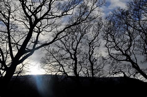 Trees Sunlight Free Photo On Pixabay Pixabay