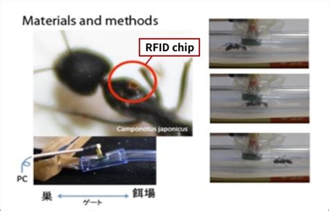 To Manage The Small Thing The World Smallest RFID Tag By SK Electronics