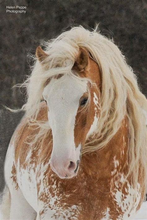 Épinglé Par Dawn R Thompson Bradley Sur Unique Horse Coats Chevaux