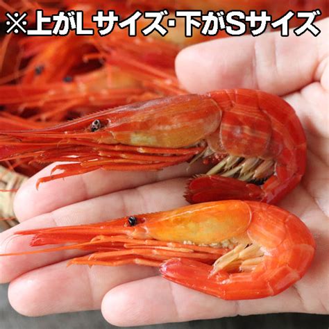 【楽天市場】北海しまえび シマエビ 送料無料 ギフト 北海道 道東産 縞海老 約 500 G（sからmサイズ混）ボイル冷凍：スイートベジタブル