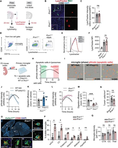Type I Interferon Responsive Microglia Shape Cortical Development And Behavior Cell