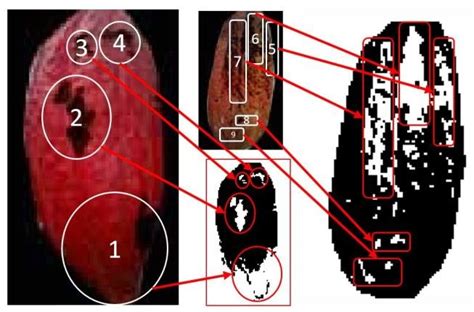 color transformation by binary threshold download scientific diagram