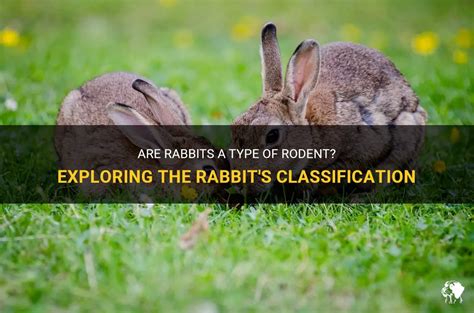 Are Rabbits A Type Of Rodent Exploring The Rabbits Classification