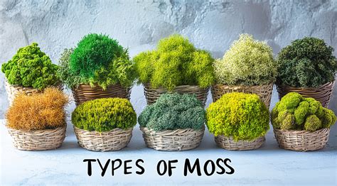 21 Interesting Types Of Moss You Should Know Richmond Mom