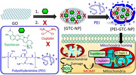 Go With Pei Coverage Coloaded With Cisplatin And Topotecan For Download Scientific Diagram