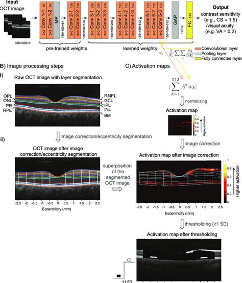 a the architecture of the cnn the cnn takes oct b scan images as the download scientific
