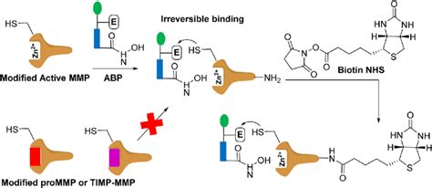 Modified Mmp Binds To Affinity Based Probe Apb The Modified Mmp Download Scientific Diagram
