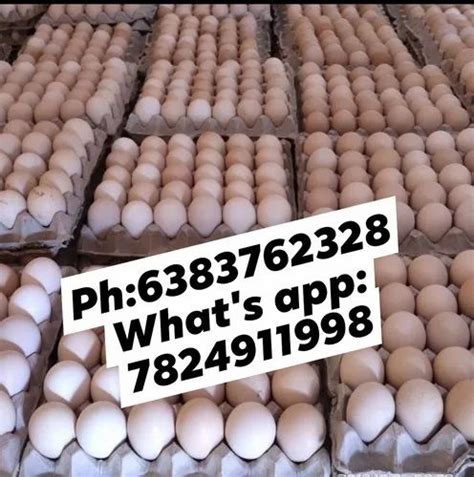 Each Egg Above 50grams Brown Maharashtra Siruvidai Hatching Eggs Packaging Type Tray At ₹ 17