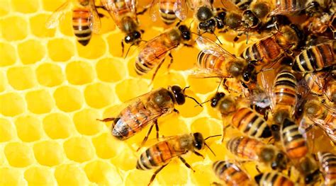 Differences Between Hive And Honeycomb MAES HONEY