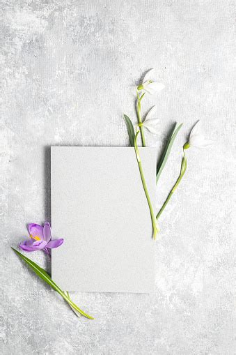 봄 모형 크로커스와 스노우 드롭 꽃 회색 배경에 종이 공백 플랫 레이 평면도 복사 공간 0명에 대한 스톡 사진 및 기타 이미지 Istock