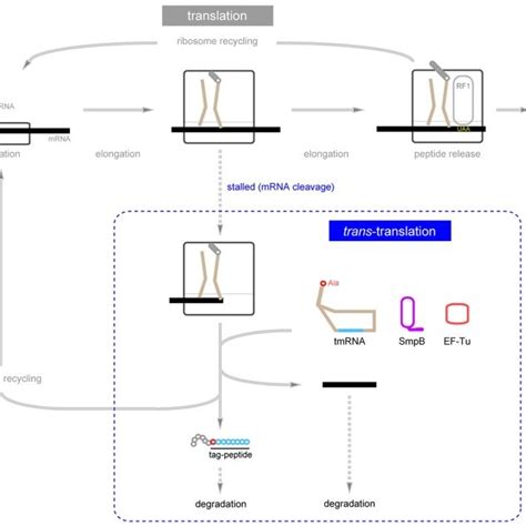 Ribosome Rescue Pathways Together With Folding And Degradation Pathways Download Scientific