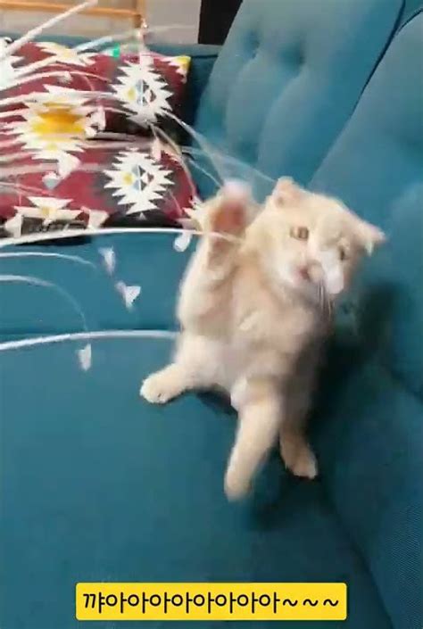 냥린이 시절망고 Shorts 고양이 스코티시폴드 냥이 Youtube