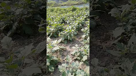 গ্রামের কৃষি ক্ষেত।বেগুন গাছে ফুল এসেছে। কৃষিওখামার Agriculture Village Villagevlog