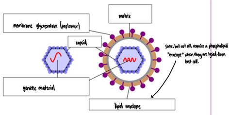 Viruses Flashcards Quizlet