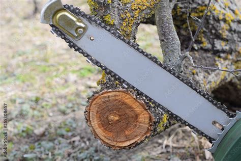 Sawn Electric Sawing Tree The Stump Of Saw Cut Branches Stock Photo Adobe Stock