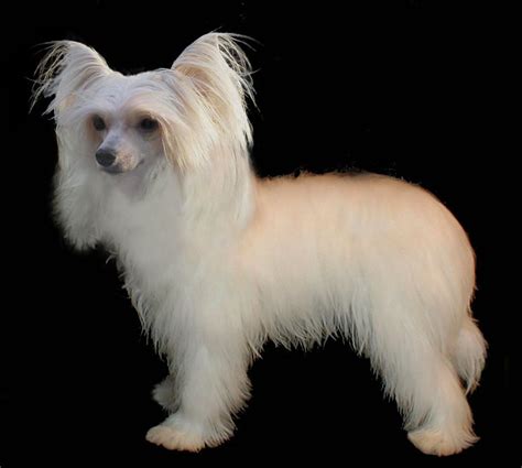 Chinese Crested Powderpuff Grooming