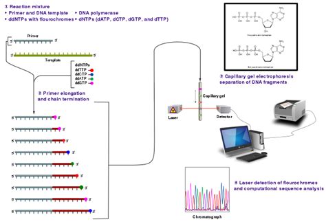 Capilar Electrophoresis