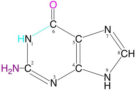 Difference Between Adenine And Guanine Definition Structure