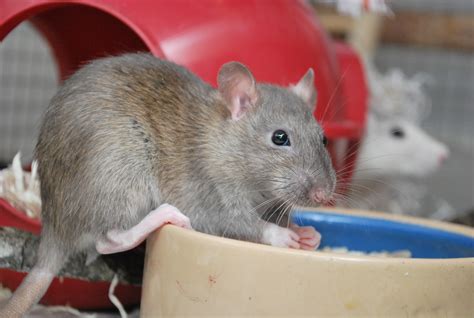 File Agouti Pet Rat Wikimedia Commons