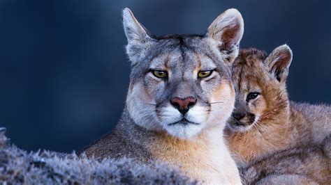 Wallpaper Cougar And More Cougars Wallpapers Wallpaper Cave