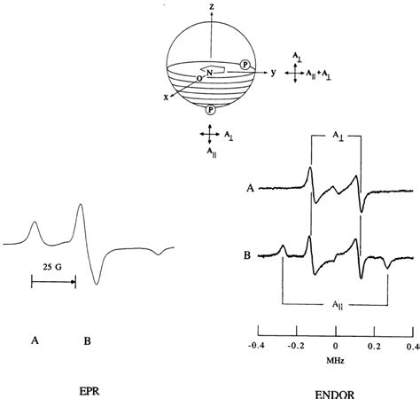 Schematic Illustration Of The Relationships Of The Molecular Axes Of Download Scientific