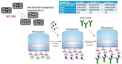 Biosensors Free Full Text Strategies Using Bio Layer Interferometry Biosensor Technology For Biosensors Free Full Text Strategies Using Bio Layer Interferometry Biosensor Technology For