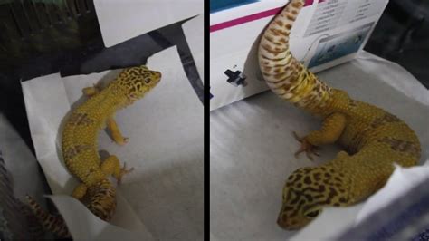 Male Leopard Gecko Pre Mating Behaviour Youtube