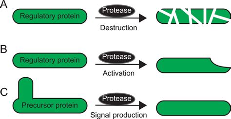 Regulated Proteolysis In Bacterial Development Abstract Europe Pmc