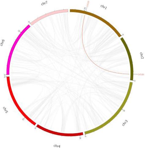 Distribution Of Segmental Duplication Cle Genes Cle5 And Cle6 In The