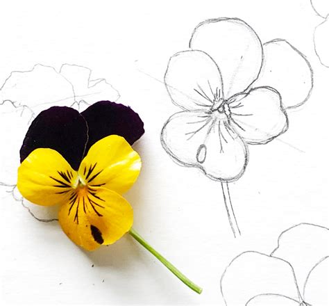 Botanical Drawing Tutorial Viola Pansy Sandrine Maugy