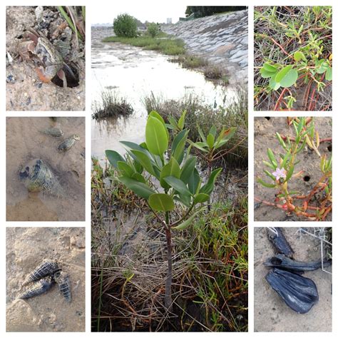 Ria A Kind Of Back Mangrove Habitat Is Forming At The Top Of Berm