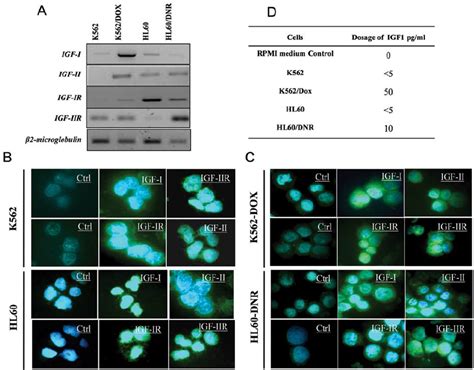 Expression Of Igfs And Igf R By The Leukemic Cells Igf I Ii Ir