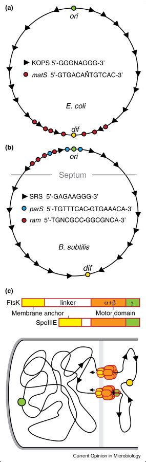 Dna Extrusion By Ftskspoiiie Distribution Of Selected Dna Sequence
