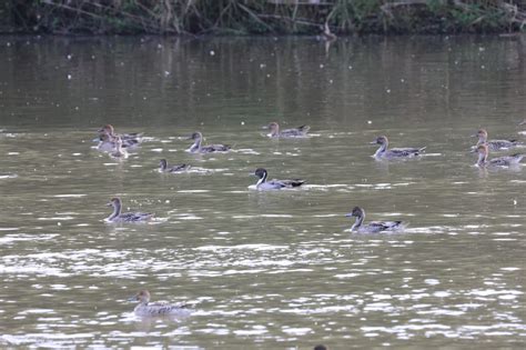大潟村の野鳥を優しく観察するために 大潟村公式ブログ おおがた散歩